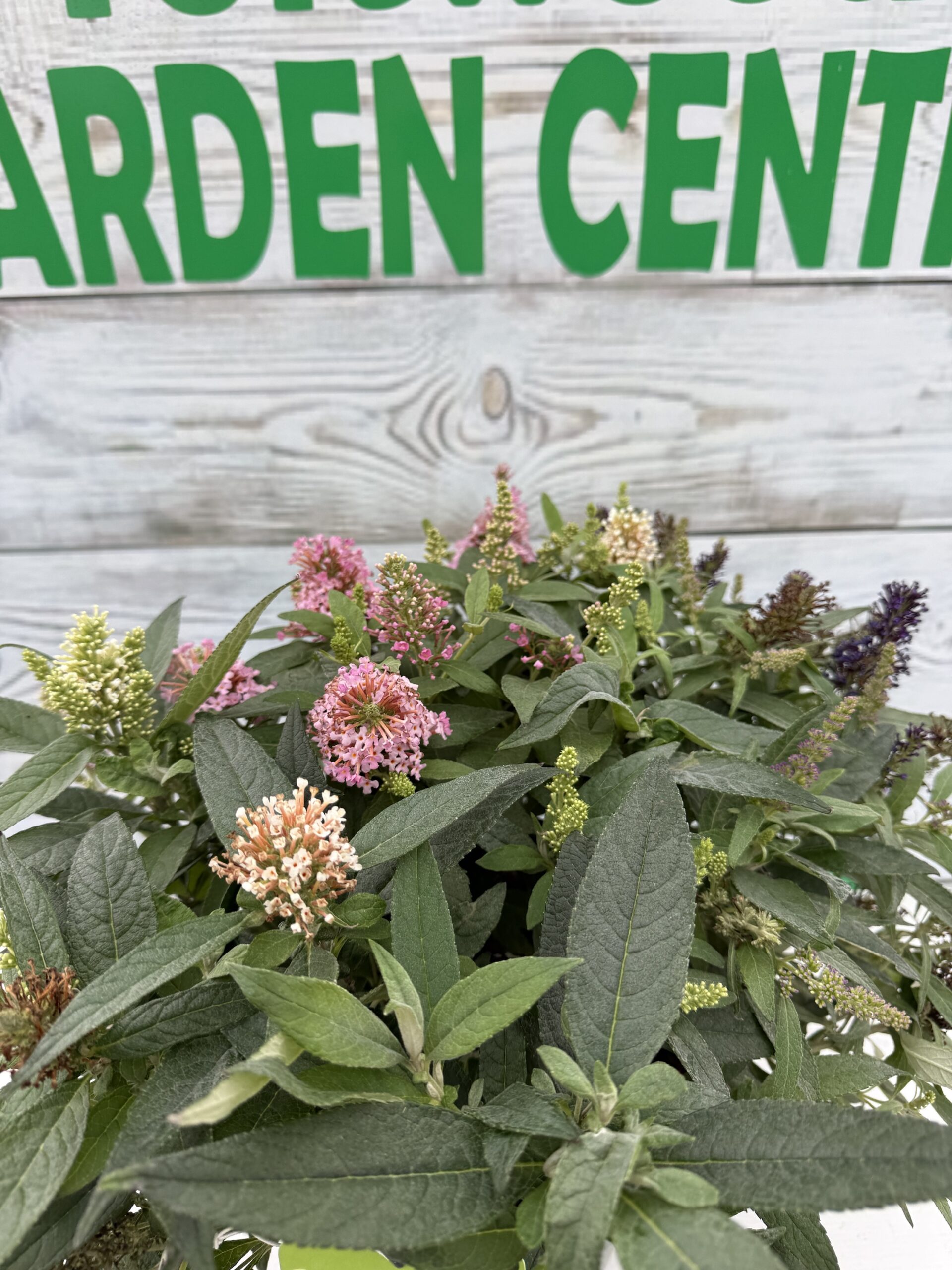 Butterfly Candy Trio Buddleja – 6L Pot – 3 Colours – Compact Hardy ...