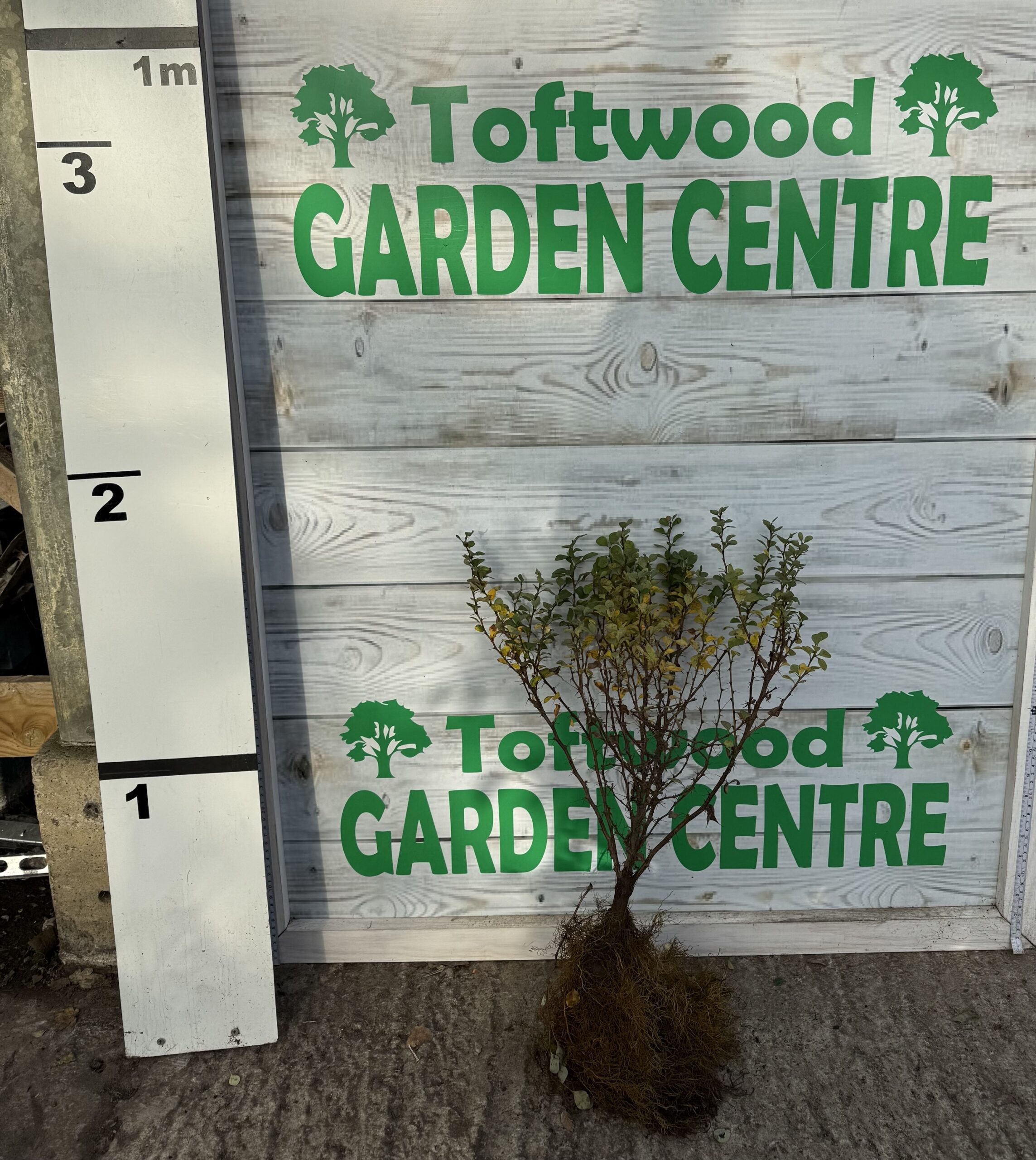 Berberis Thunbergii – Bareroot – Japanese Barberry 30-50cm – Toftwood ...