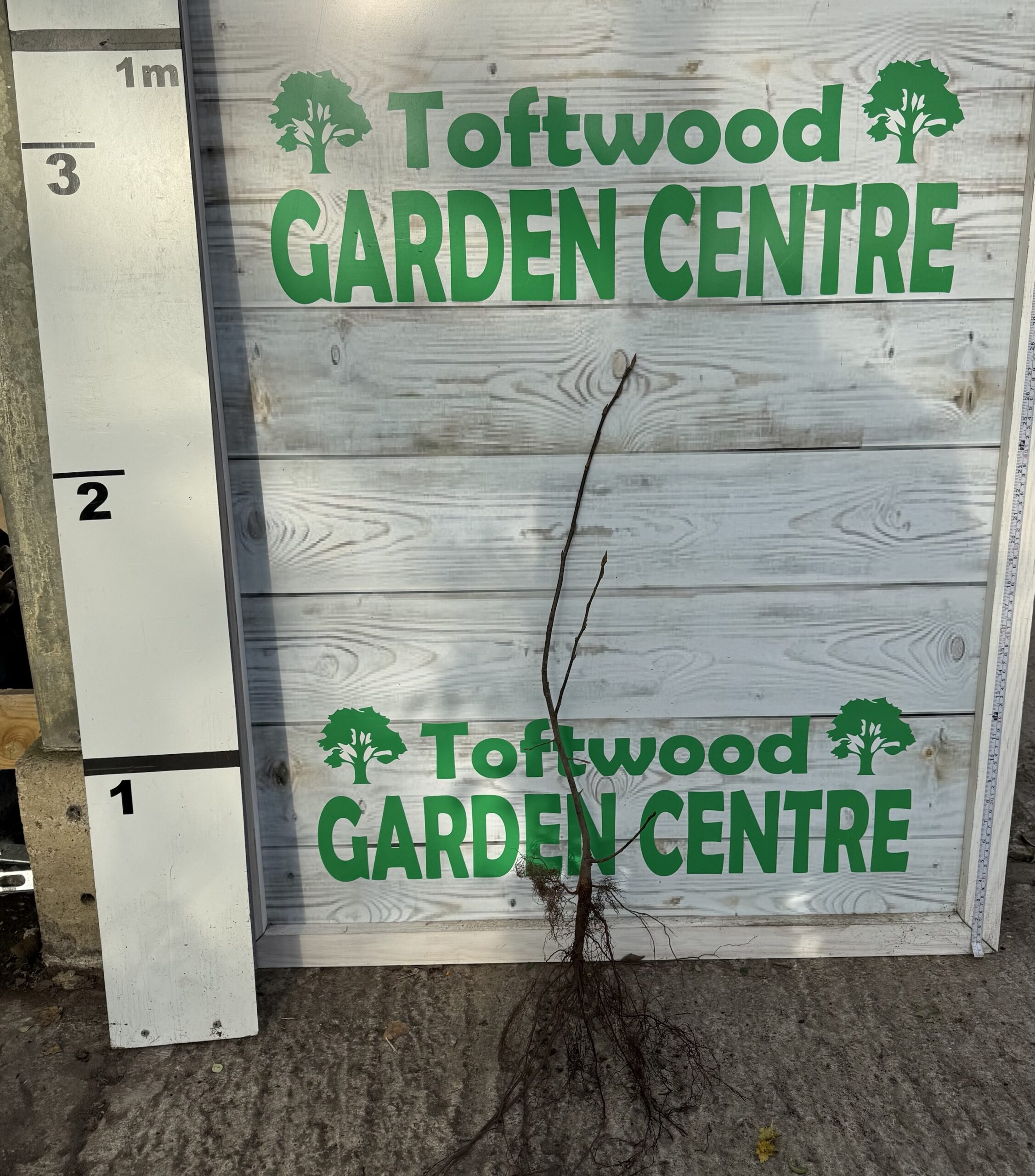 Amelanchier lamarckii – Bareroot – Juneberry 40-60cm – Toftwood Garden ...